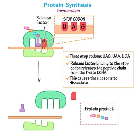 Cell Biology Glossary Translation Protein Synthesis Ditki Medical And Biological Sciences