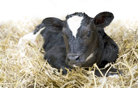 Weigh Up Your Options In Calf Milk Replacers Agrilandie