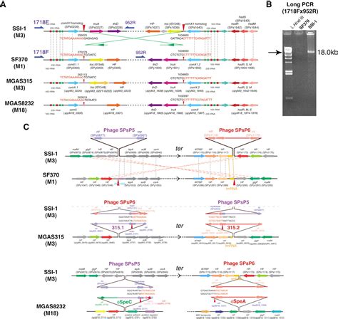 Genome Sequence Of An M3 Strain Of Streptococcus Pyogenes Reveals A