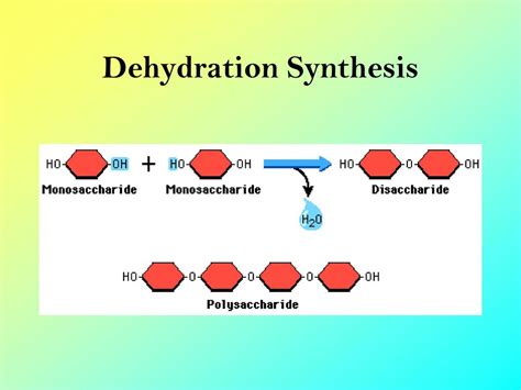 Dehydration And Hydrolysis Reactions Ppt Download