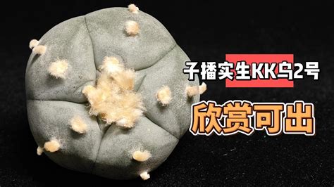 可出丨子播实生kk乌2号增棱中，欣赏可出 Youtube