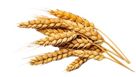 Wheat With 24865643 Png