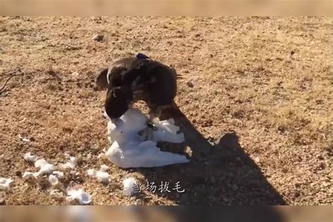 鸽子被老鹰踩在脚下，当场拔毛，镜头记录精彩一幕！老鹰鸽子镜头