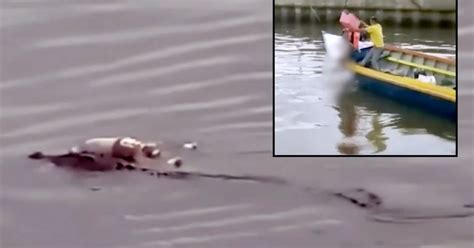 ပျောက်ဆုံးနေတဲ့ ကလေးငယ်ရဲ့ ရုပ်အလောင်းကို ကူရှာပေခဲ့တဲ့ မိကျောင်း Myanmarload Myanmar Latest