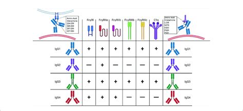 Pre Existing Autoantibody Characteristics Impact Effector Functions