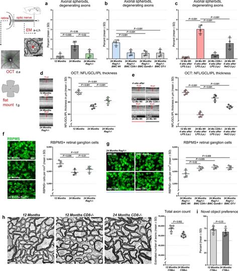 Aging Related Cd8 T Cell Driven Axon Degeneration Responds To Systemic Download Scientific