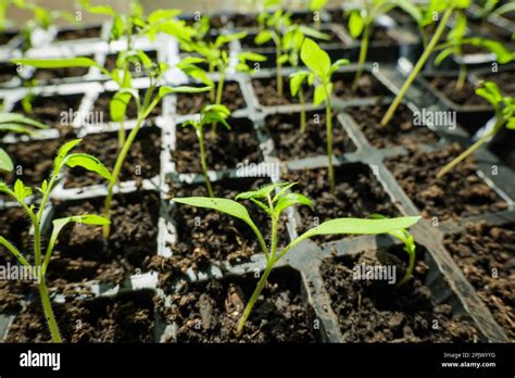 Tomato Plant Seedlings Growing At Home Nursery In England Uk Stock