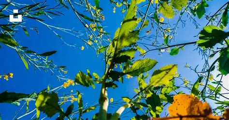 노란 잎과 푸른 하늘을 배경으로 한 녹색 나무 사진 Unsplash의 무료 아름다운 마을 이미지