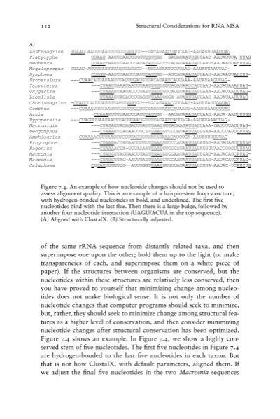 Structural And Evolutionary Considerations For Multiple Sequence