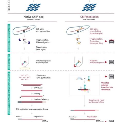 Comparison Of Native Chip And Chipmentation Workflows Biological Download Scientific Diagram