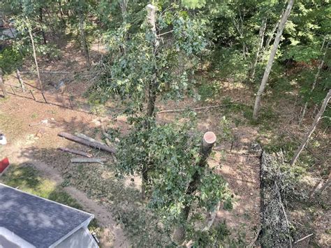 Tree Trimming Services NEW EAST TREE SERVICES