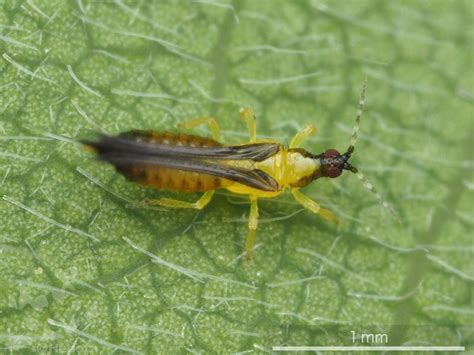 アザミウマ科の一種 Trichromothrips elegans 長坂蛾庭