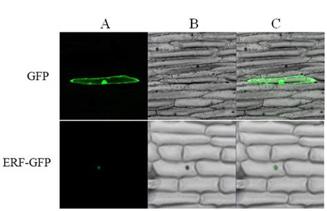 Subcellular Localization Analysis Of Bperf11 A Gfp Fluorescence