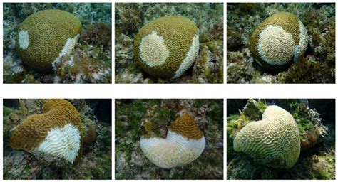 Take Action Slow The Spread Of Stony Coral Tissue Loss Disease Blue