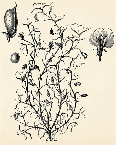 Root System Stem Flowers And Fruits Of Lathyrus Sativus Stock