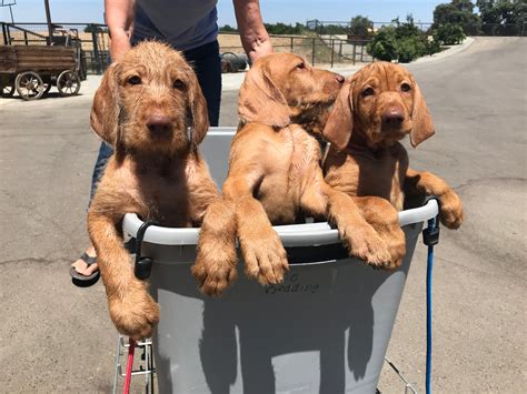 Wirehaired Vizsla Puppies — Acorn Acres