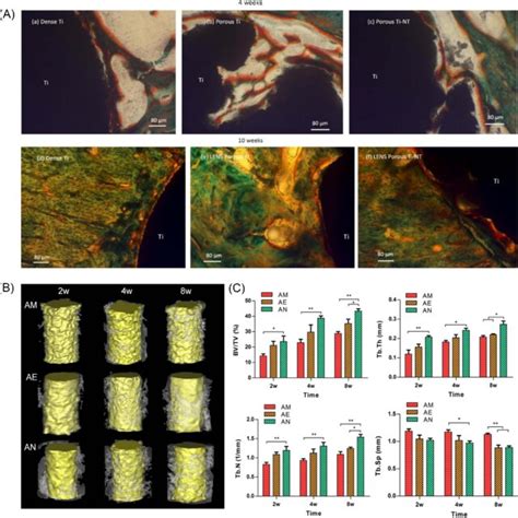 Evidence Of 3d Implants With Nanoscale Surface Promoting Download Scientific Diagram