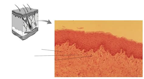 Dense Irregular Connective Tissue Diagram Quizlet