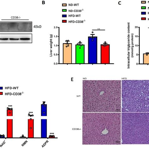 Cd38 Deficiency Alleviated Hfd Induced Hepatic Steatosis In Mice A