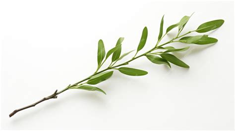 Premium Ai Image Tea Tree Branch On White Background