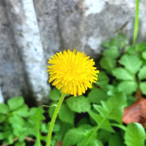 해운대카페 원두판매 더치커피 버니빈 🌟 미국 식품의약국 Fda에 등록된 버니빈의 색다른 커피를 소개합니다 🌟 일반 커피를 마시면 위가 불편하고 잠이 잘 안 오신다면