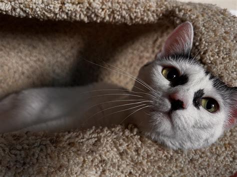 City Kitty Sitter Pickles Is Enjoying His Mew Sitter Melissa Pickles Is A Brand Mew Kitty