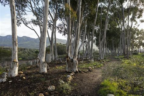 Tree Bracing Tree Legged Men 0407 531 436