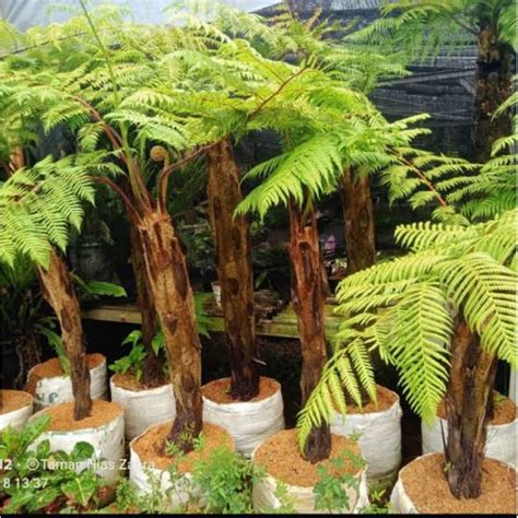 Jual Pakis Monyet Khusus 150 200 CM Pakis Hias Hiasan Taman