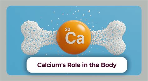 Calcium Function And Daily Requirement Novogenia