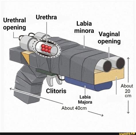 Urethral Urethra Labia Opening Minora Vaginal Opening About Clitoris 20 Labia Cm Majora About