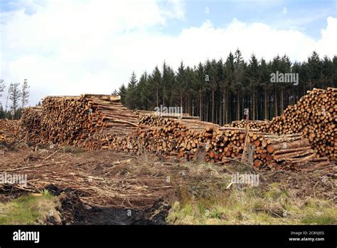 Logging Effects