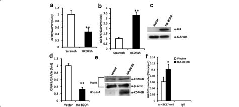 Bcor Negatively Regulated Igfbp5 Expression By Association With Kdm6b