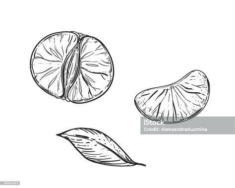 手繪草圖黑白普通話橘子果片葉段向量插圖圖形風格標籤卡片貼紙功能表包裝中的元素雕刻風格插圖向量圖形及更多墨水圖片 Istock