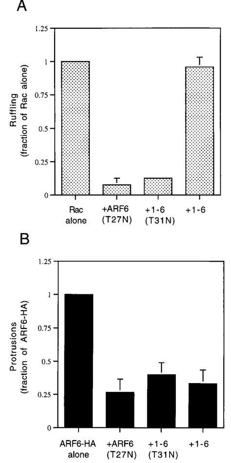 Quantitation Of Rac Ruffling And Arf6 Protrusion Formation A Hela