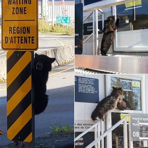 Orphaned Black Bear Cub ‘apprehended At The Us Canada Border