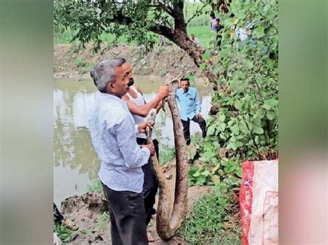 गांव के पास लोगों ने देखा जीभ लपलपा रहा था विशाल अजगर पानी में घुसने