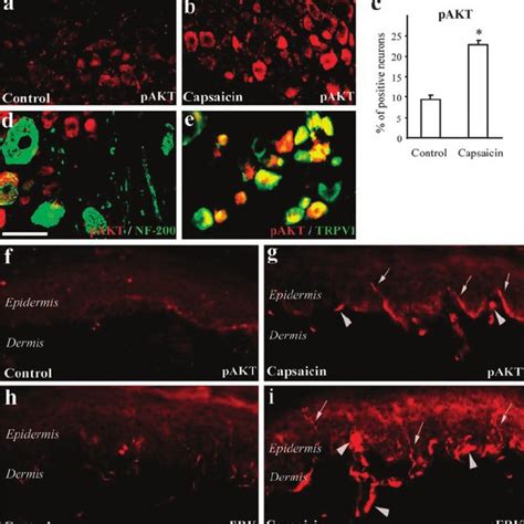 A H Capsaicin Induces Activation Of Akt And Erk In Cultured Drg