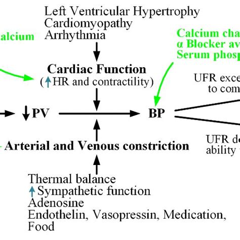 Relationship Between Bp And Baroreceptor Reflex [39] Download Scientific Diagram