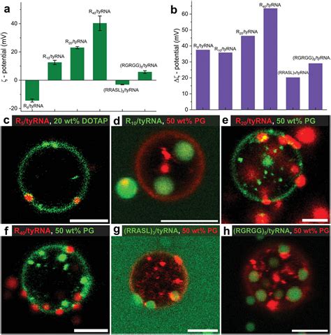 Structure‐property Relationships Governing Membrane‐penetrating