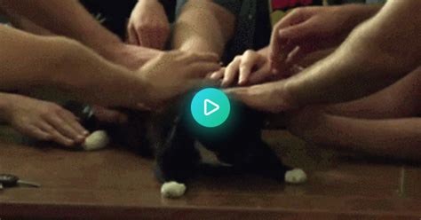 Every Cat Deserves This  On Imgur