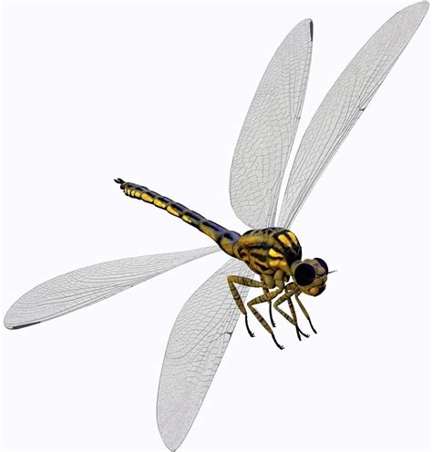 Meganeura Size