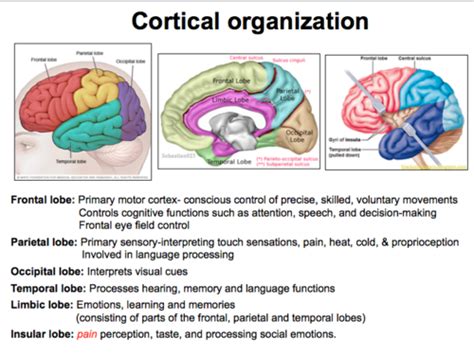Brain Structurefunction Flashcards Quizlet