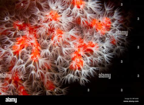 Polyps Of Red Precious Coral Corallium Rubrum Cap De Creus Costa