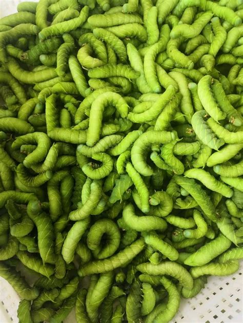 豆丹批发 广东湛江遂溪县豆丹 2600元斤豆丹包运费 一亩田