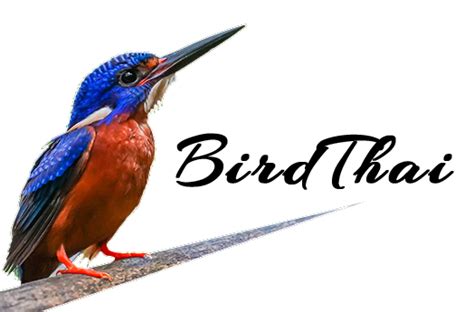 นกกระเต็นน้อยสามนิ้วหลังดำ Blace Backed Kingfisher Birdthai