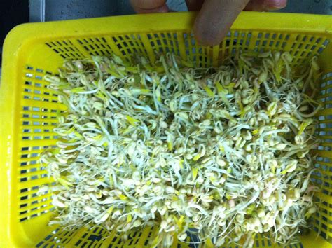 ~ Happy Poems Diy Life ~ Mung Bean Sprouting Experiment With