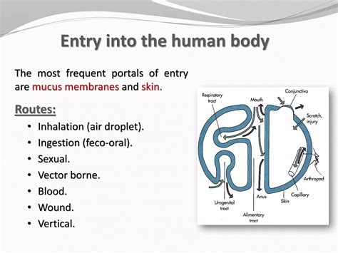 Bacterial Pathogenesis And Virulence Factors Pdf