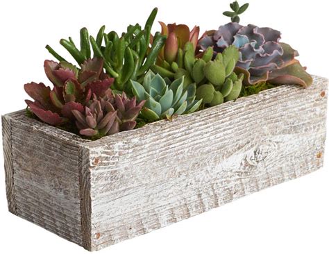 Shop Succulents Small Rectangular Succulent Garden Succulent Planter