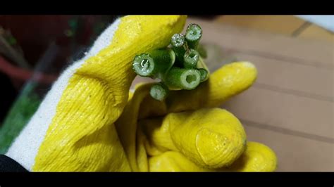 버터플라이진핑크 생화 인터넷꽃도매시장 생화택배 생화도매 인터넷꽃시장 인터넷꽃도매 장미대량구매 꽃 꽃다발 꽃도매 꽃시장 부산꽃시장 김해꽃시장 꽃쇼핑몰 김해꽃 부산꽃