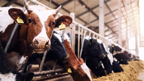 Cdc Study On Veterinarians Suggests Bird Flu Could Spread Undetected